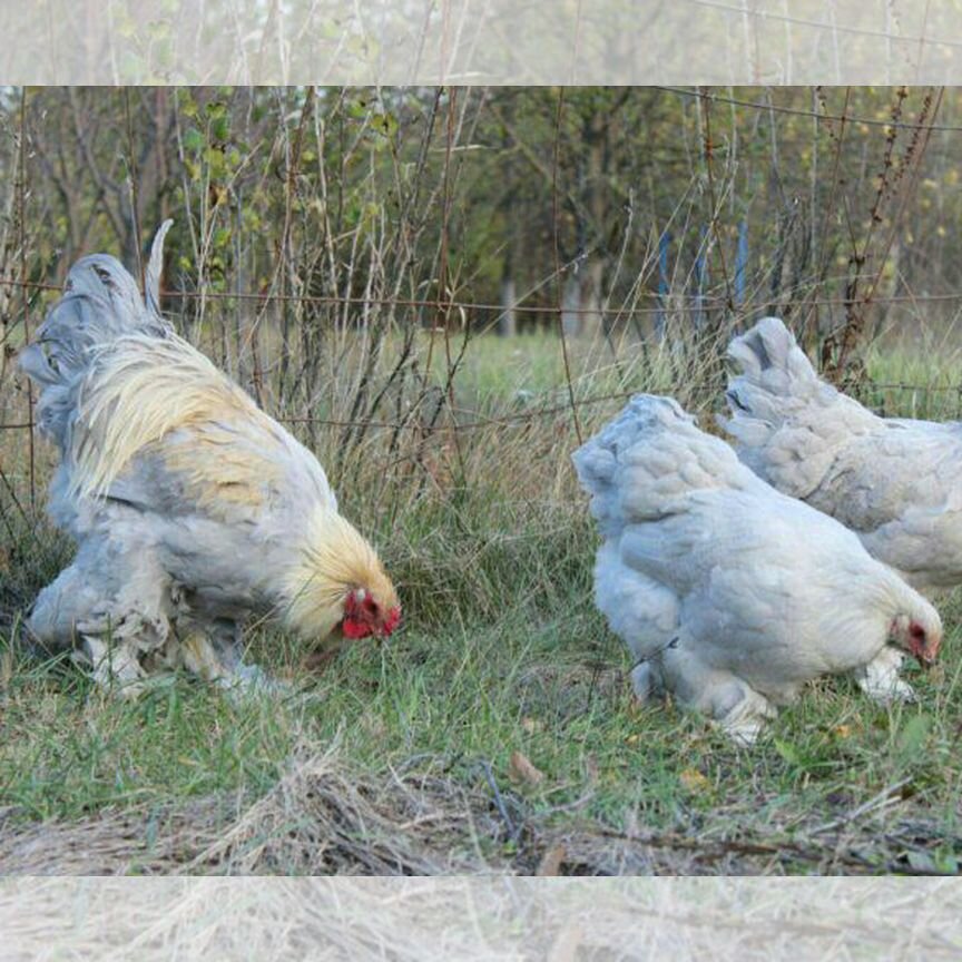 Куры брама Изабелла
