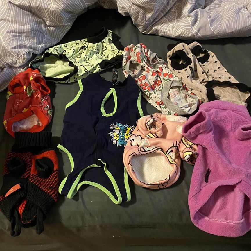 Одежда для котенка сфинкса