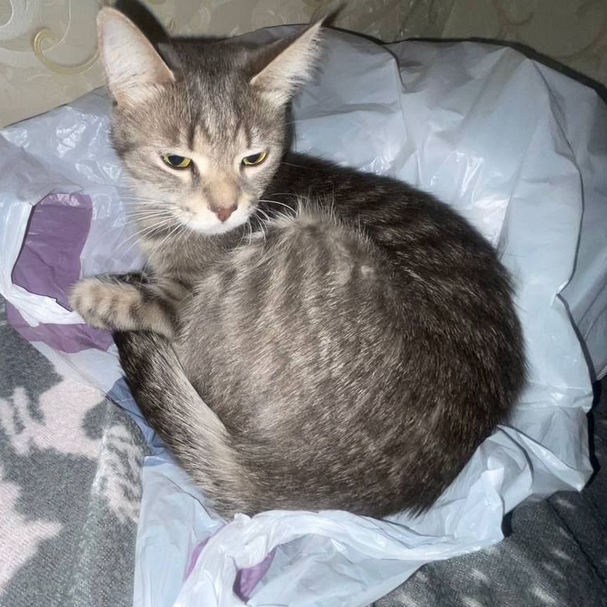 Кошка в добрые руки