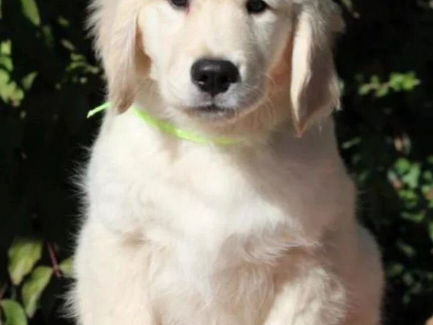 Золотистый ретривер