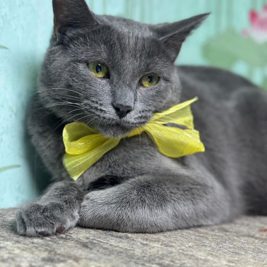 Котик Амур просит помощи