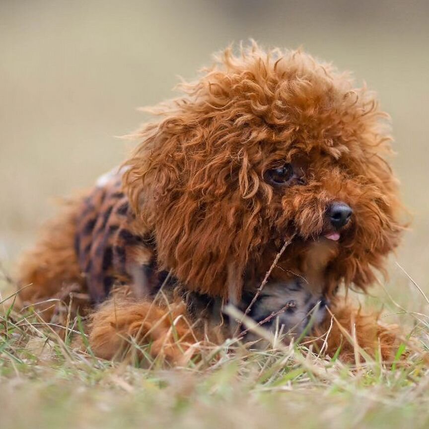 Той-пудель, щенок