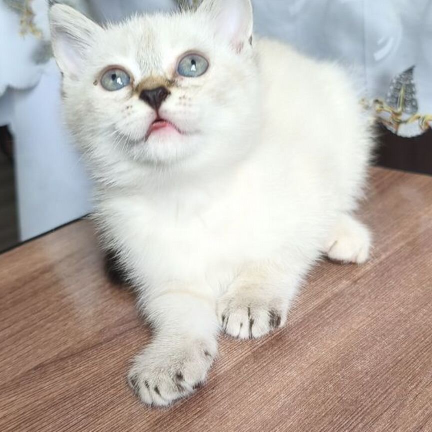 Британский короткошёрстный котёнок