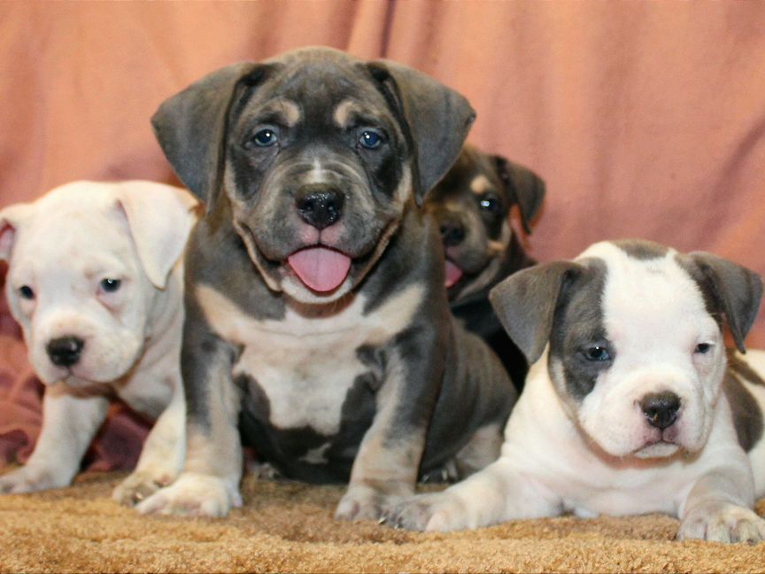 Американский булли. Подрастают малыши
