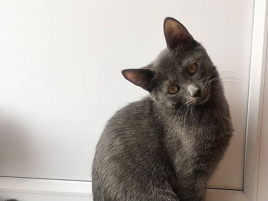 Рома типаж Русской голубой