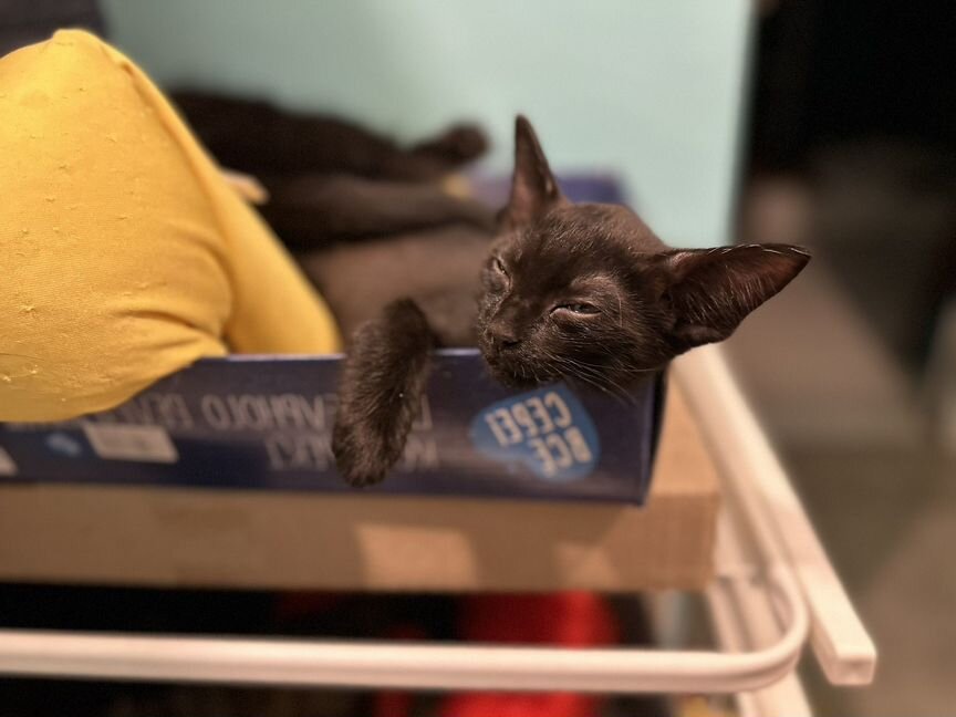 Чёрные котята