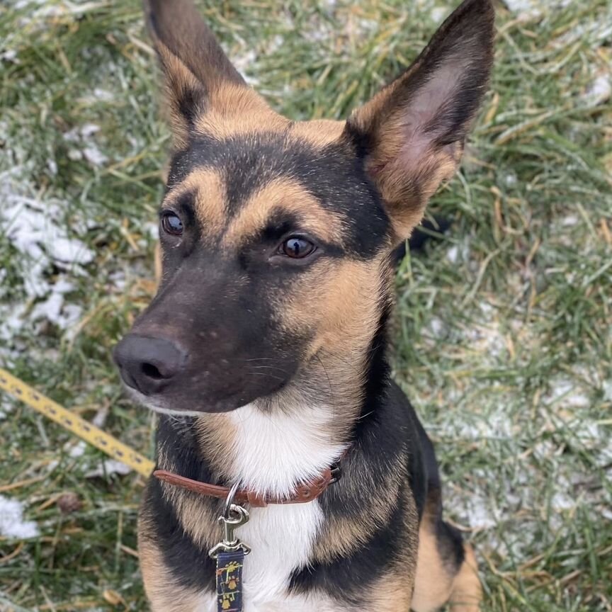 Щенок в добрые руки