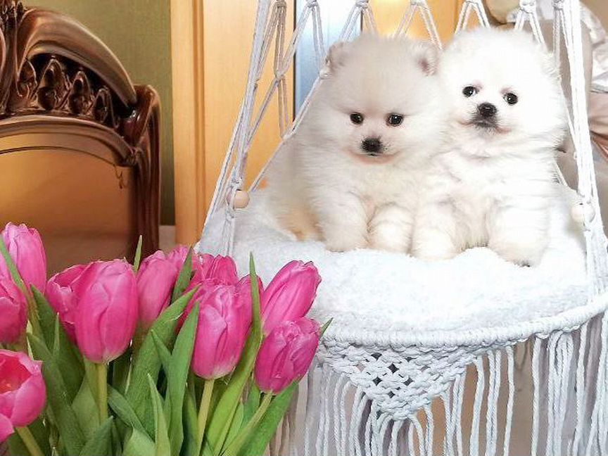 Померанский шпиц мини, девочки