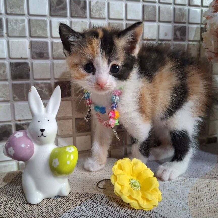 Шотландский вислоухий короткошёрстный котёнок