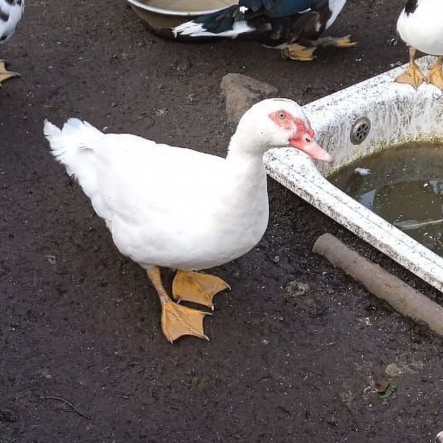 Утки крупные