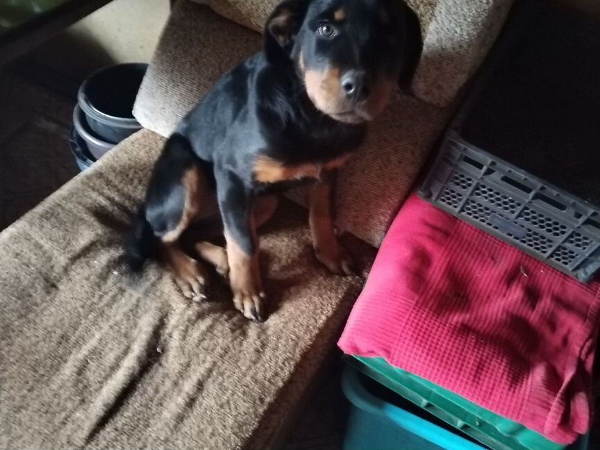 Ротвейлер, сука 3месяца продам 10000 в связи