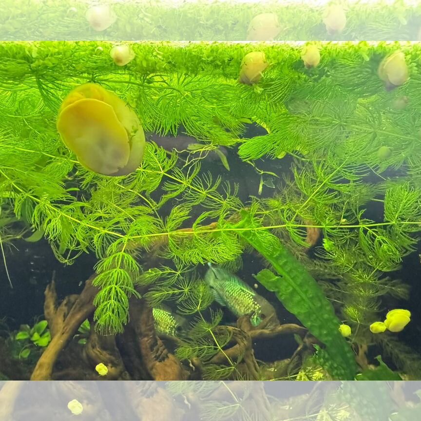 Улитки аквариумные ампулярии