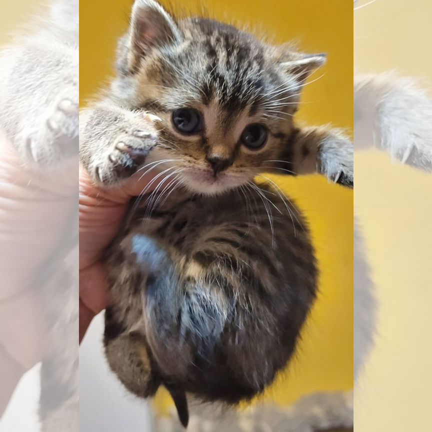 Малышка Ариша