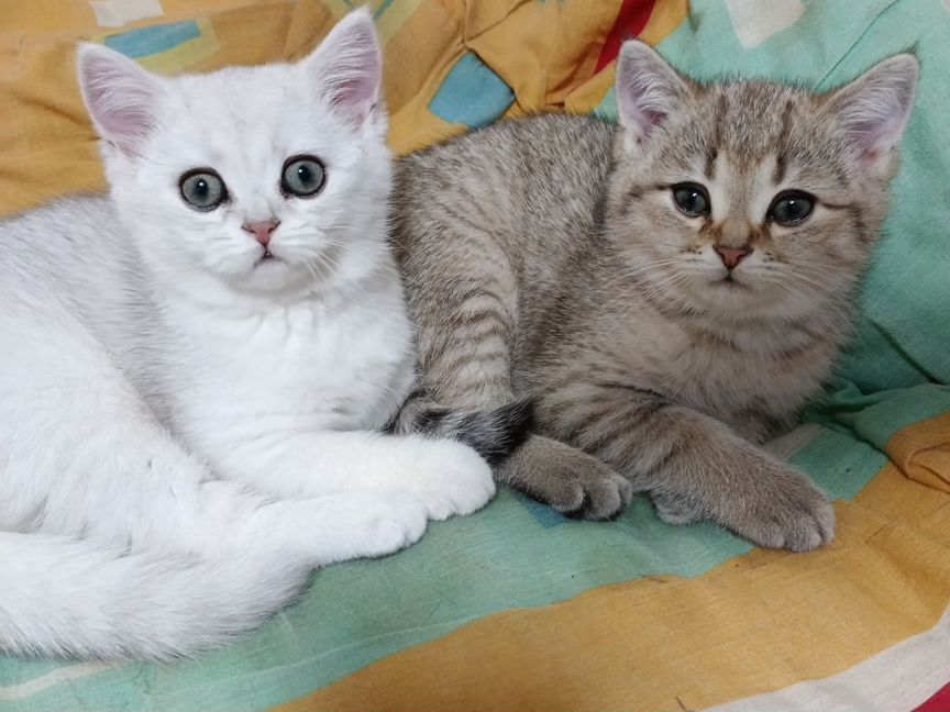 Британские котята