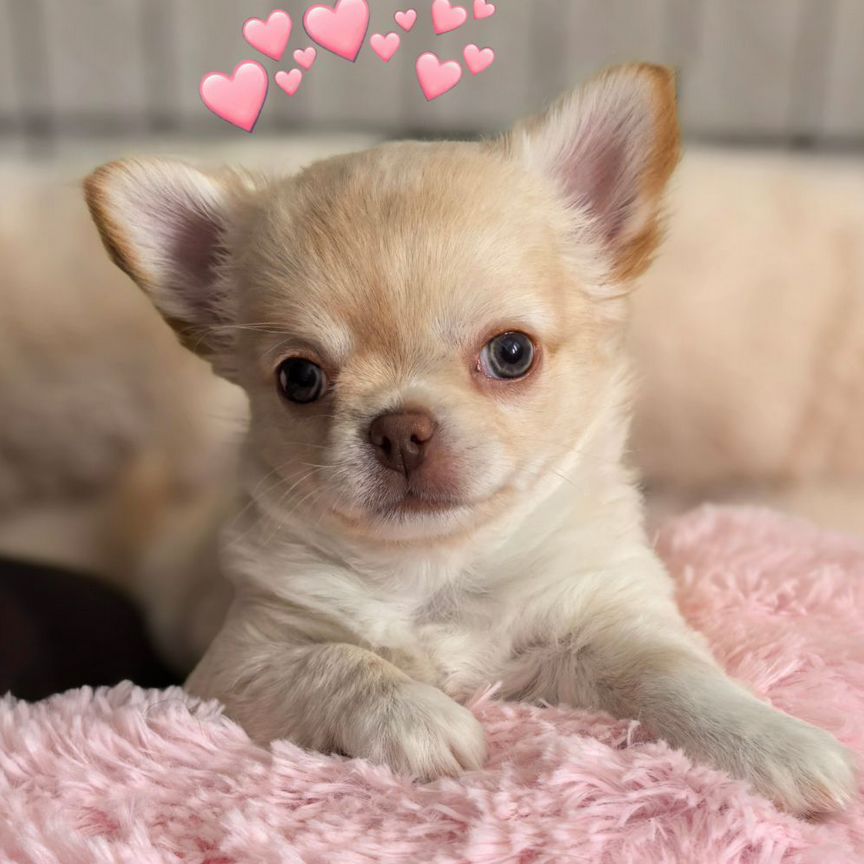 Чихуахуа, щенок