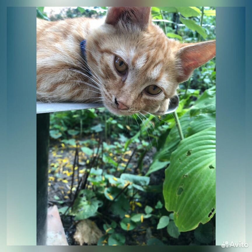 Котенок мальчик