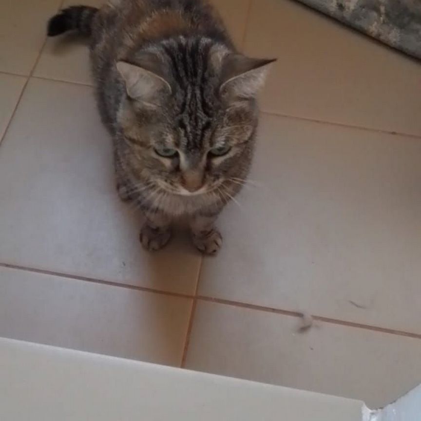 Кошка стерилизованная в добрые руки