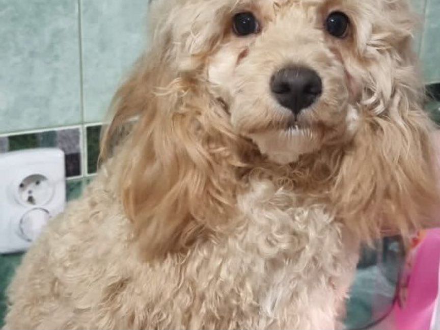 Той-пудель случка