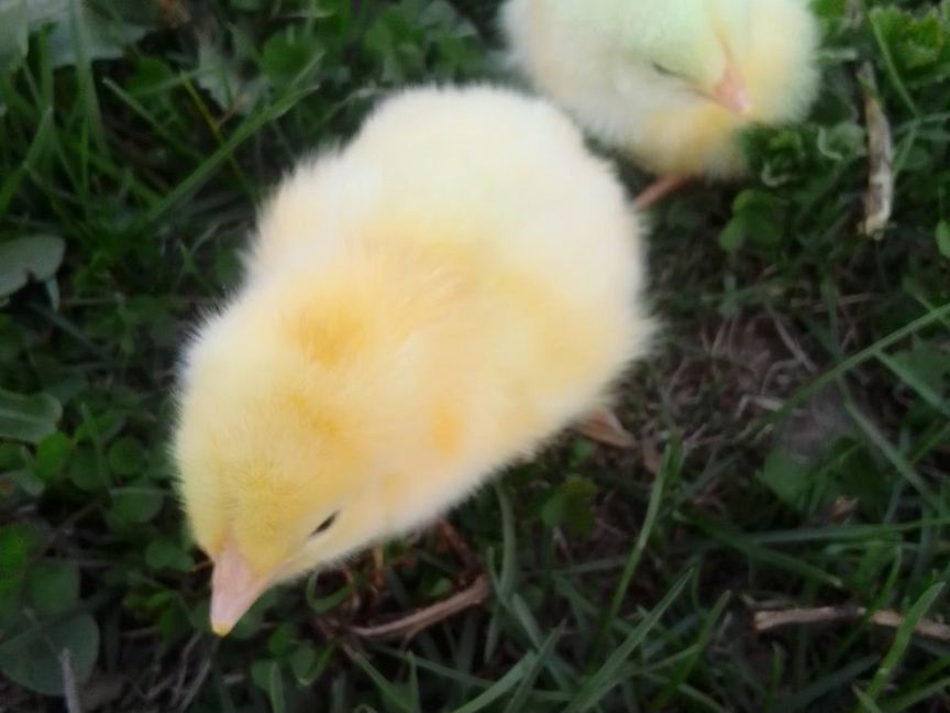 Цыплята несушек и бройлеров