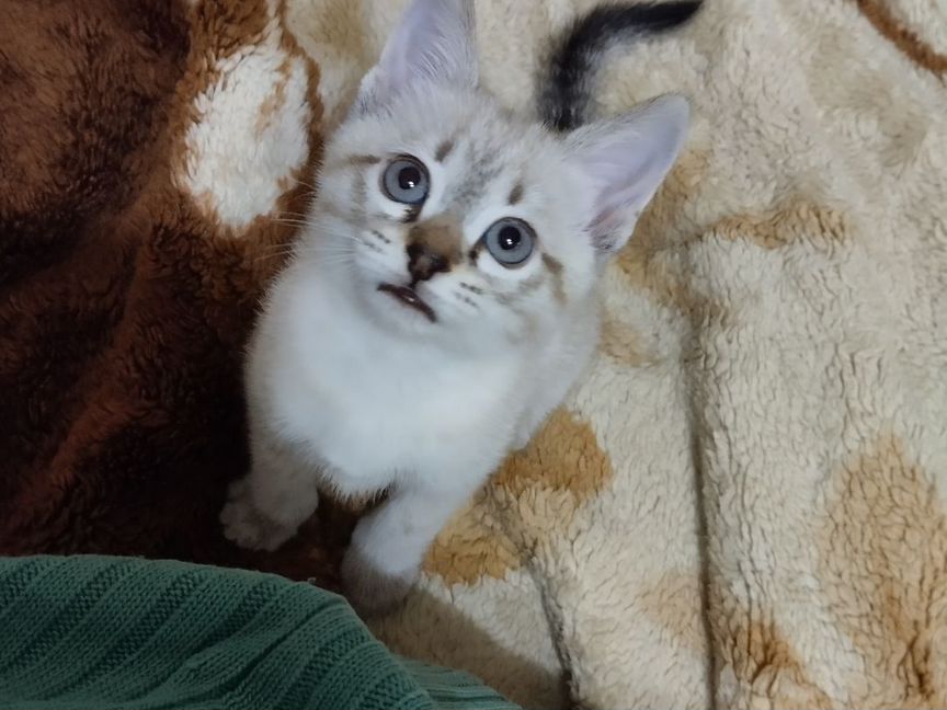 Тайский котёнок