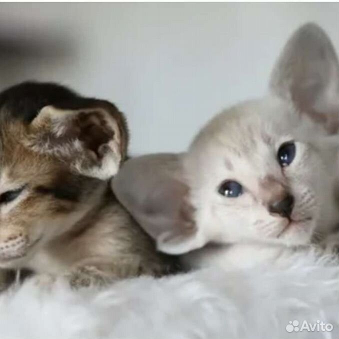 Ориентальная порода котят