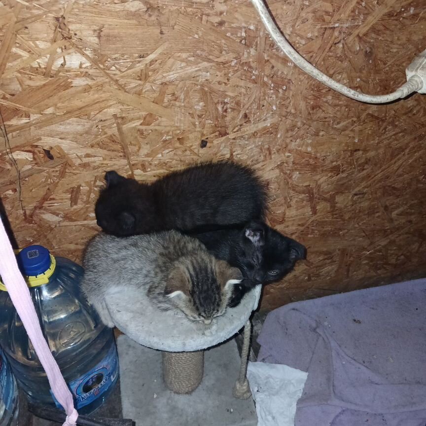 Котята в добрые руки