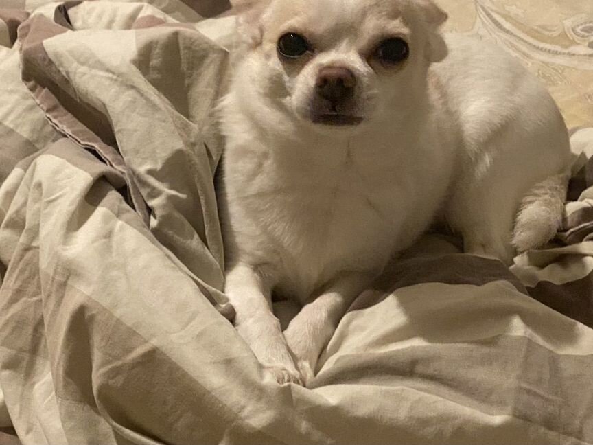 Потерялась собака