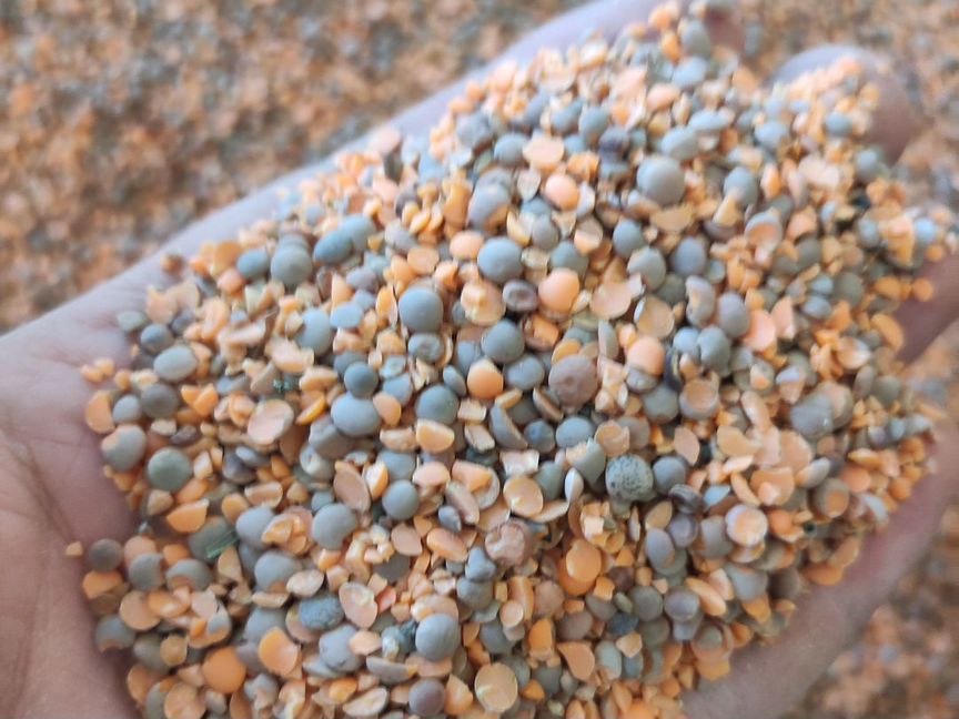 Чистые отходы чечевицы