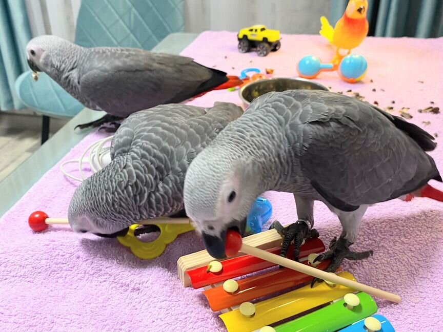 Ручные птенцы