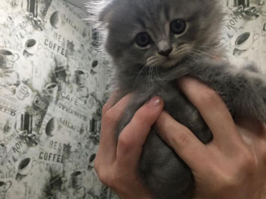 Шотландские вислоухие котята