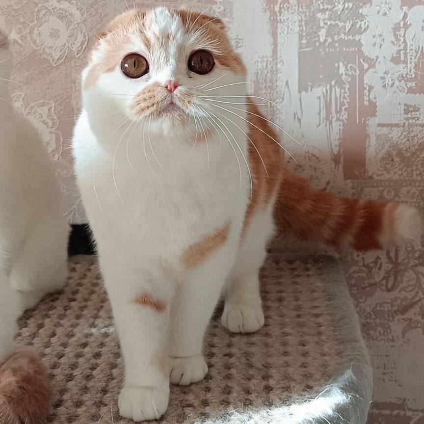 Шотландский вислоухий короткошёрстный котёнок