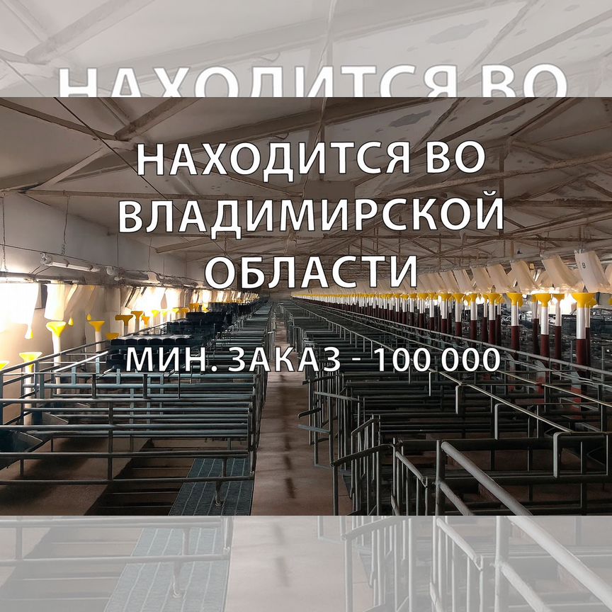 Бункерные кормушки для свиней