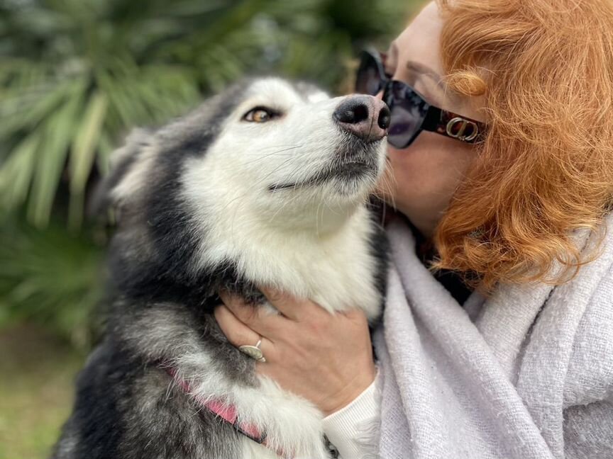 Воспитанная хаски маламут в добрые руки