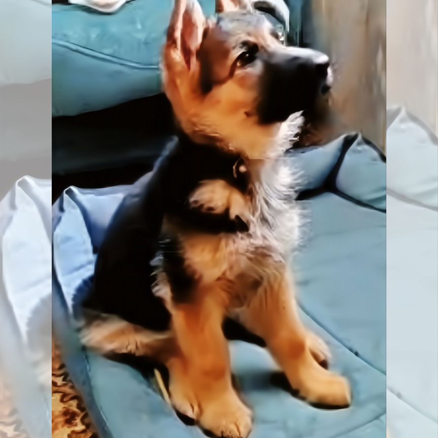 Немецкая овчарка, щенок