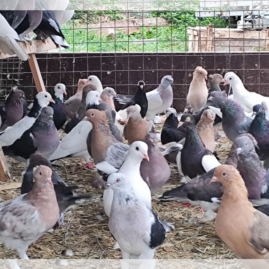 Турецкие и Бакинские голуби на продажу