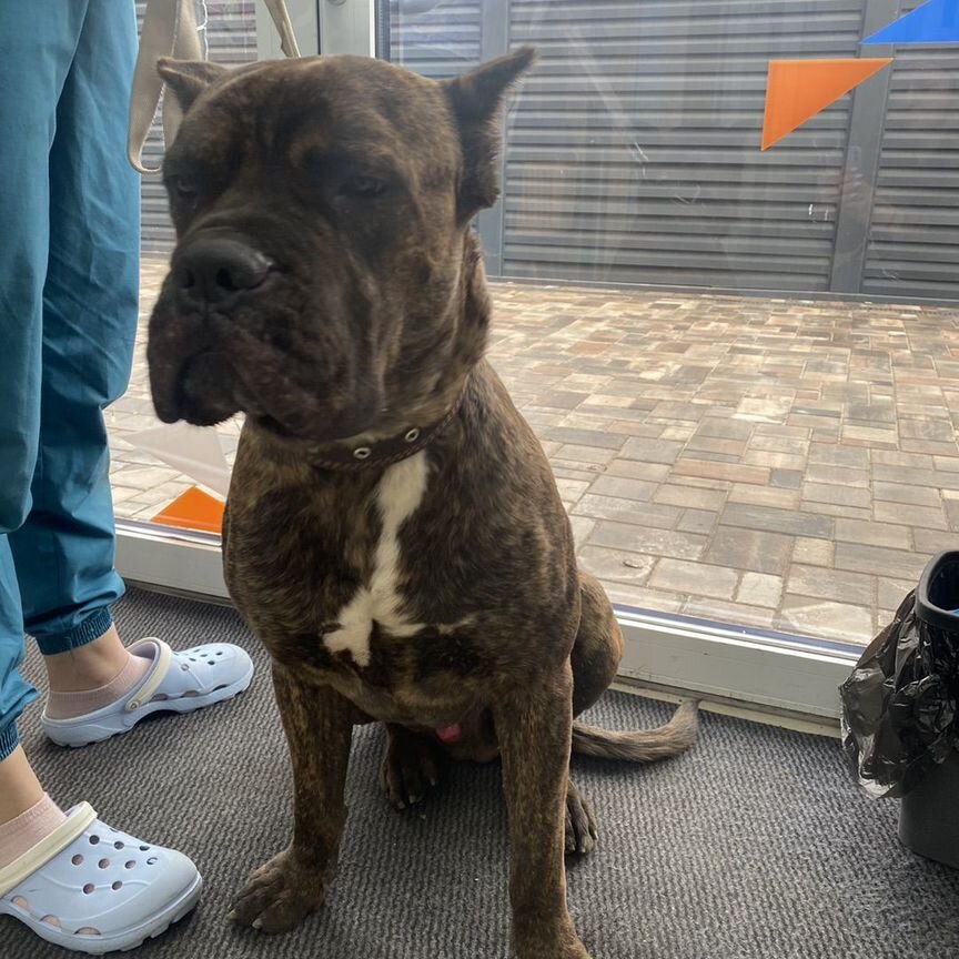 Найден кобель кане корсо