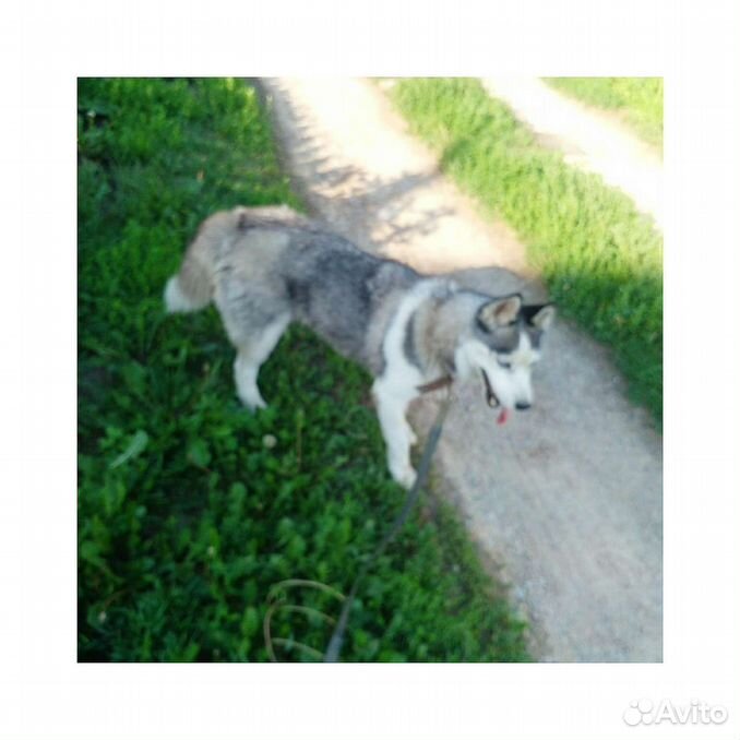 Щенок Хаски 10 месяцев девочка стерилизована