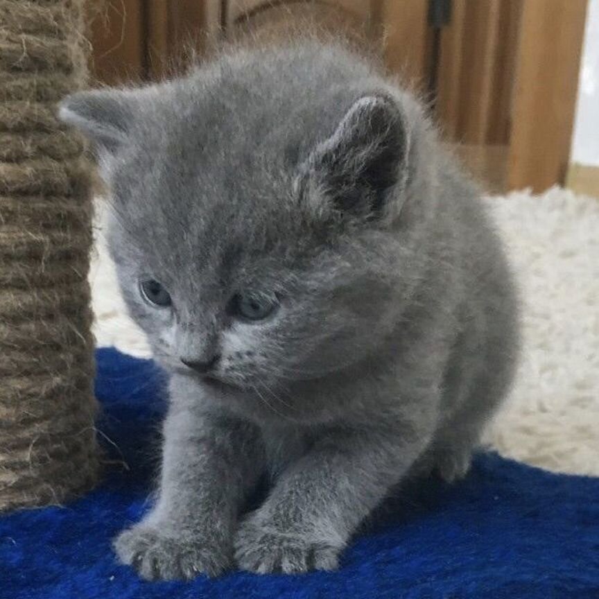 Шотландский вислоухий короткошёрстный котёнок