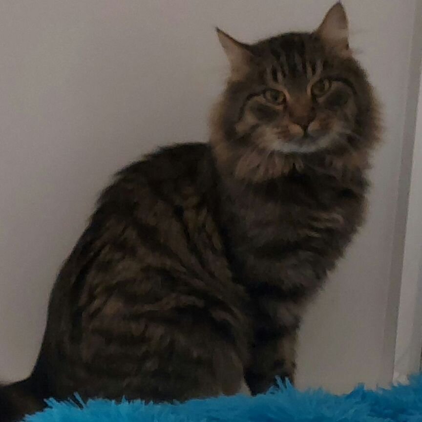 Курильский бобтейл длинношёрстный, взрослый кот