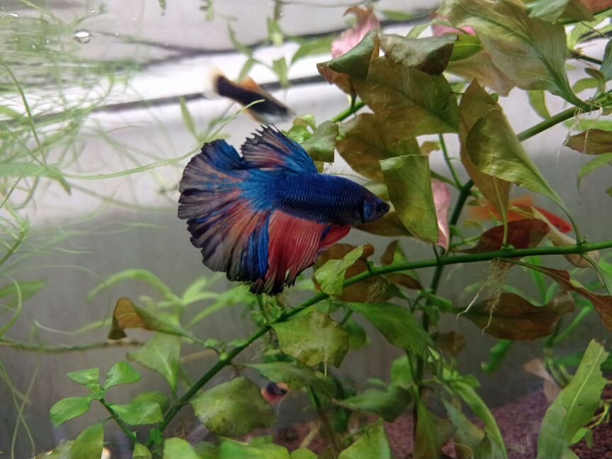 Петушок супер дельта