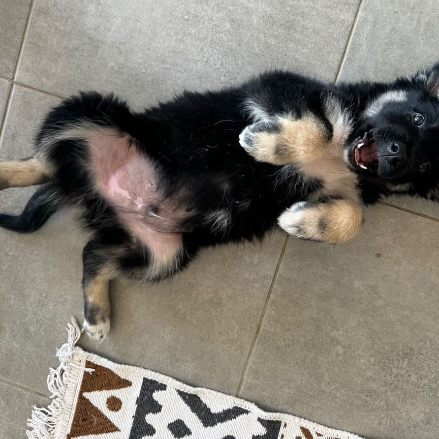 Щенок в добрые руки