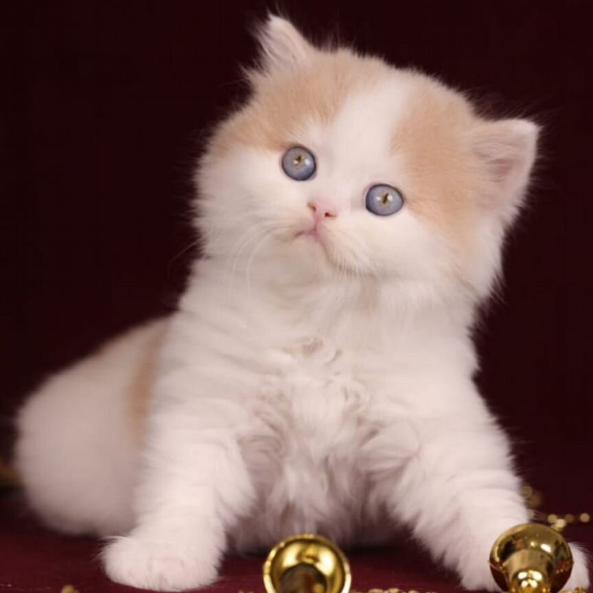 Британский длинношёрстный котёнок