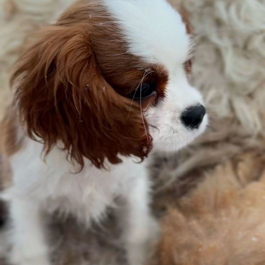 Шенок Кавалер кинг чарльз спаниель