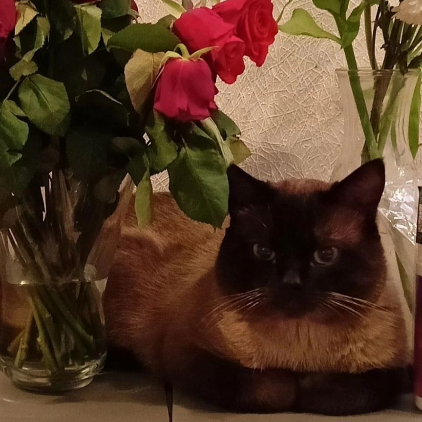 Тайский кот, взрослый