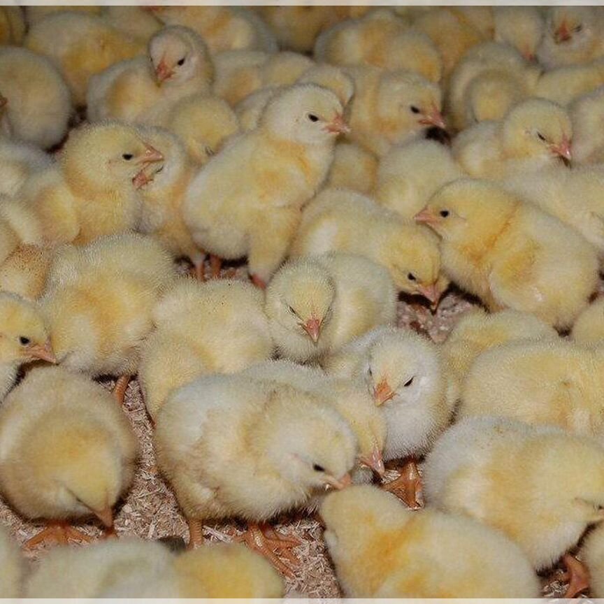 Цыплята бройлер Арборр Айкрес (Коббб 700 )