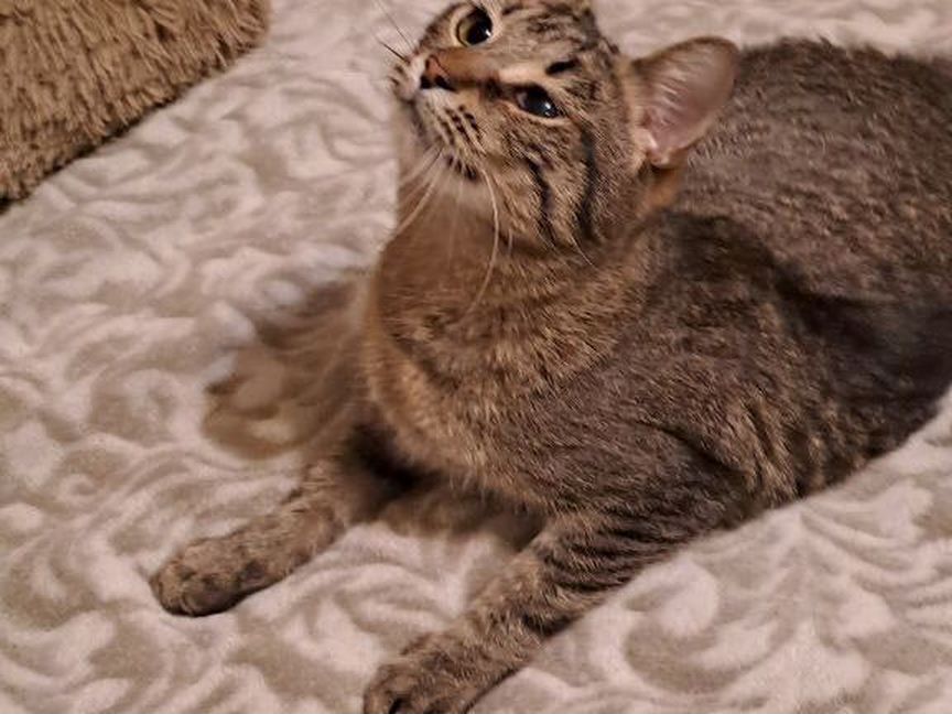 Кошки в добрые руки