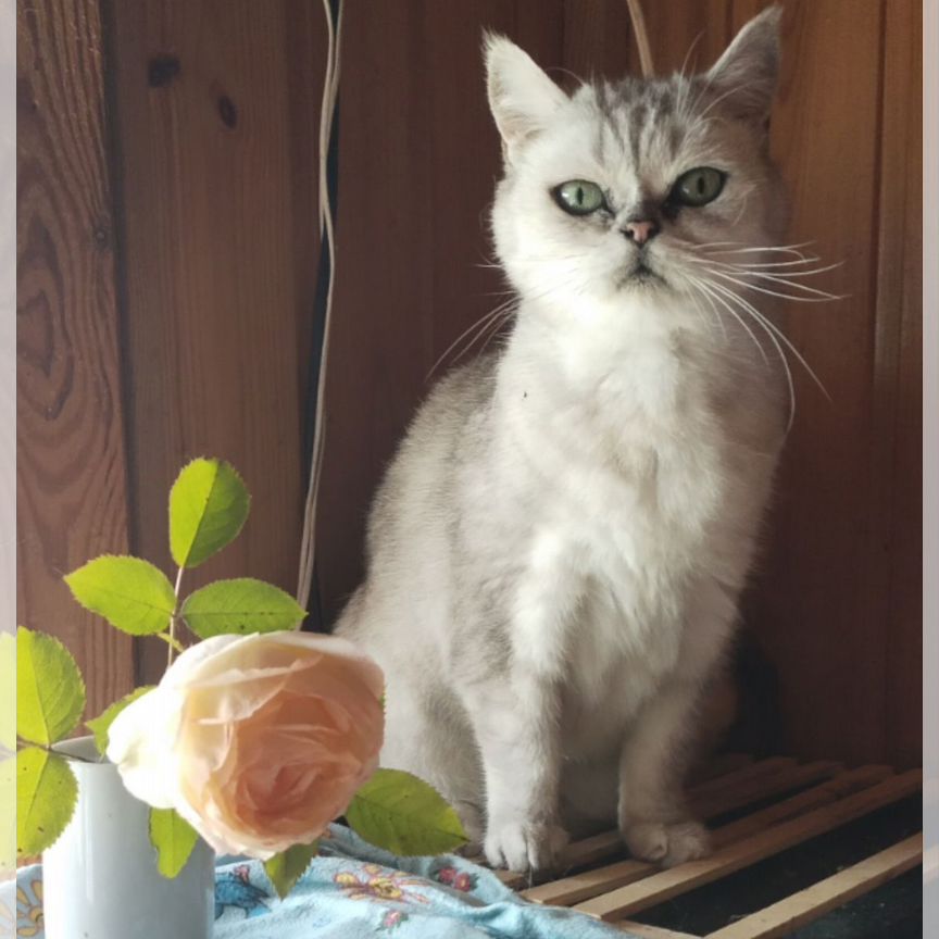 Сиамская кошка, взрослая