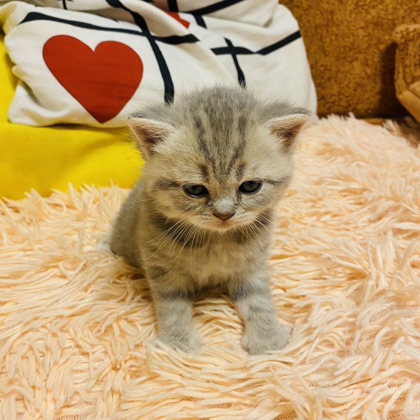 Шотландский малыш
