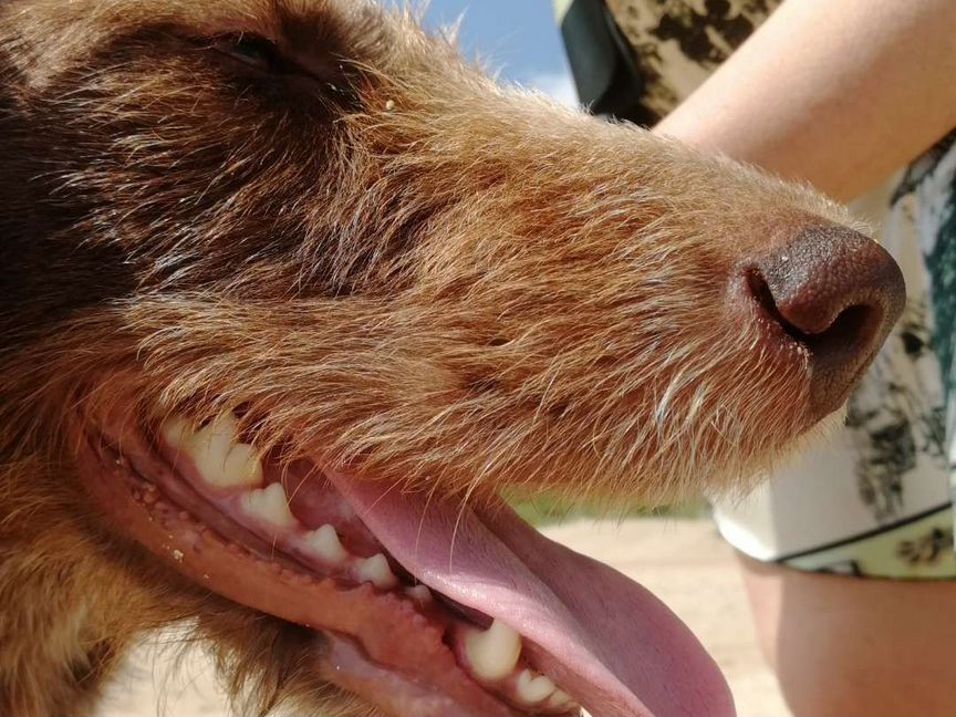 Курцхар в добрые руки