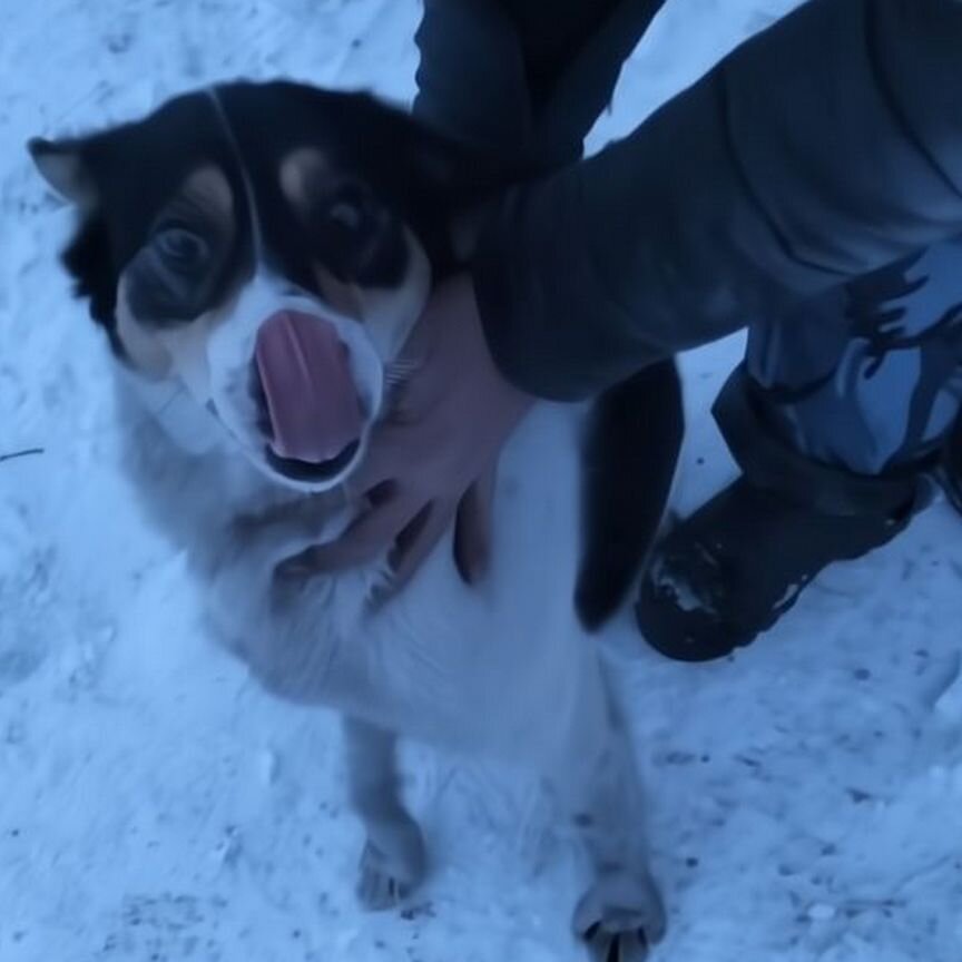 Взрослый пёс в добрые руки